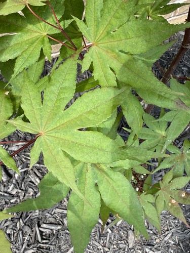 Acer Palmatum - Amber Ghost - Japanese Maple | eBay