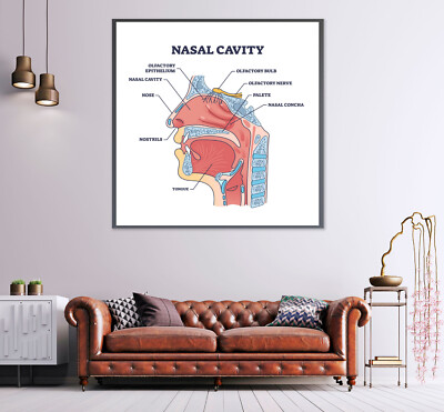 Nasal Cavity Anatomy Print Premium Poster High Quality | eBay Australia