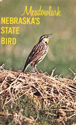 Postcard Bird Meadowlark NE Nebraska State Bird Nest Chirping Grassland ...