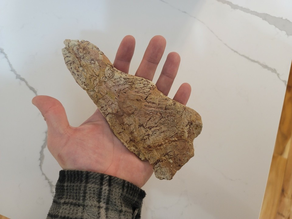 Huge Very Rare Coelacanth Fossil Fish Head Bone Skull Cretaceous ...