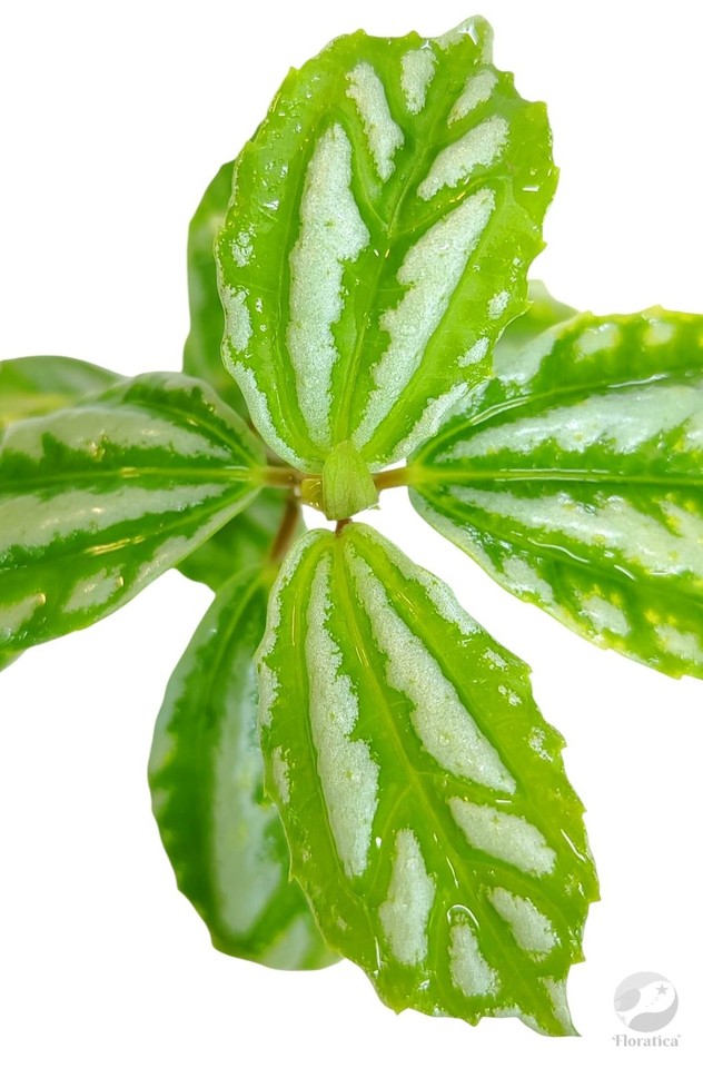 Floratica ¦ 3 Pilea Cadeirei Live Aquarium Terrarium Plants Tropical ...