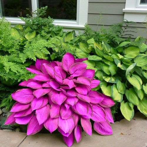 Purple Hosta Seeds - 200pcs Attract Pollinators Perennial Hosta Plants ...