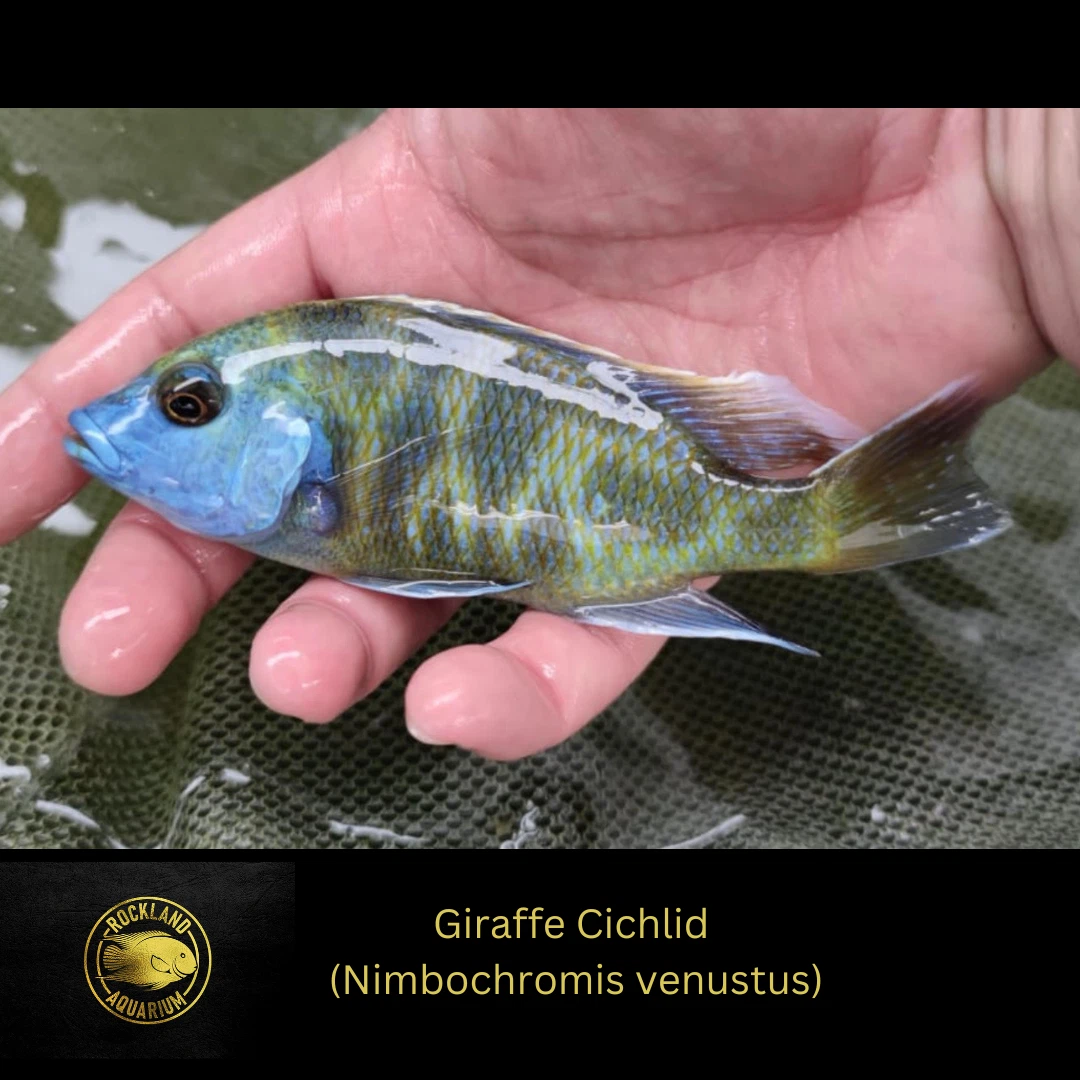 Venustus Cichlid Fry