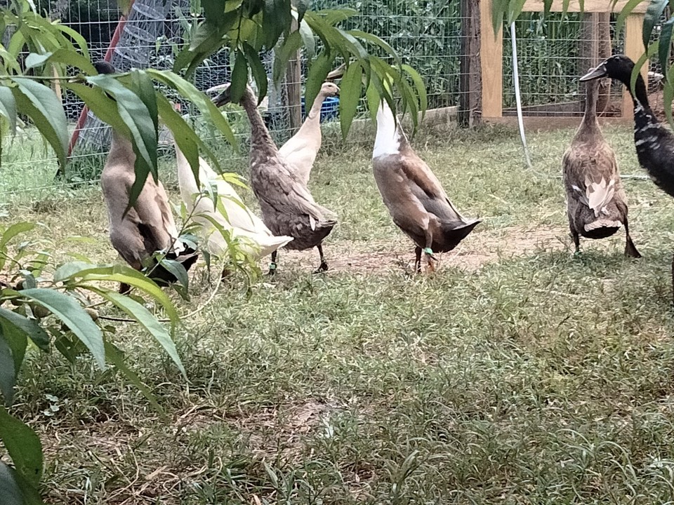 ***NEW*** 3+ FERTILE INDIAN RUNNER DUCK HATCHING EGGS, LAYED DAILY GOOD ...