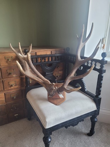 Unusual Taxidermy Stag Deer Antlers Horns Skull Malformed Deformed ...