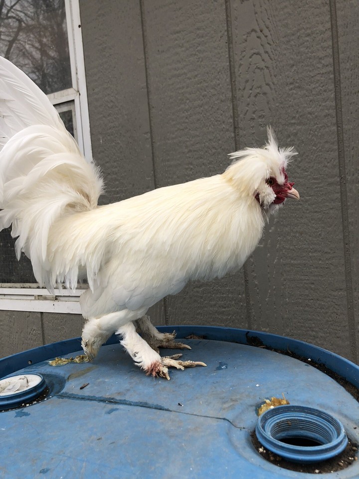10+ Bantam Sultan Hatching Eggs | eBay
