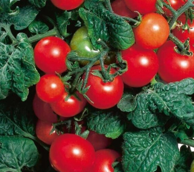Heirloom Red Robin Tomato Seeds Micro-Dwarf Container, Hydroponic, 20 ...