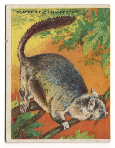 1910 T29 HASSAN ANIMAL SERIES FRASER'S FLYING SQUIRREL C | eBay