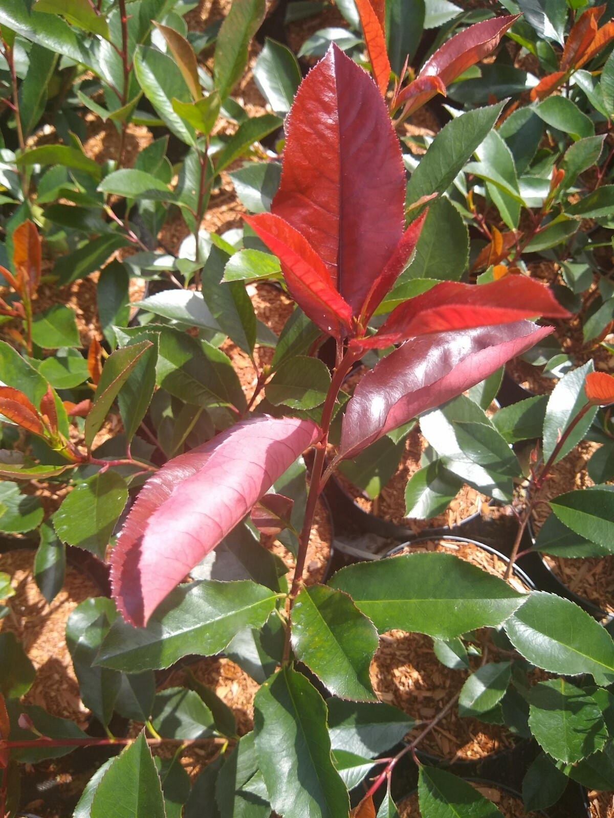 PHOTINIA RED ROBIN BUSH PLANT 2LT POT 50 CM HARDY SHRUB WHITE FLOWERS ...
