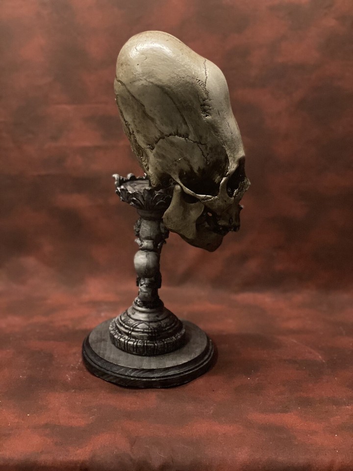 Peruvian Elongated Human skull RESIN replica - Ancient Aliens, - Zane ...