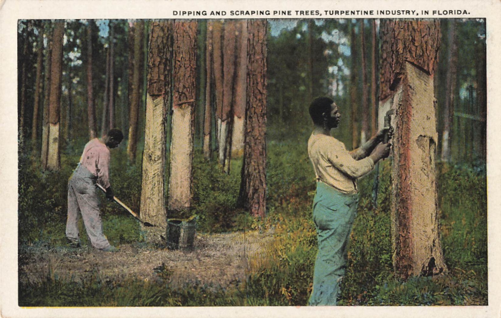 pc2175 postcard Florida Turpentine Industry Dipping Pine Trees not used ...