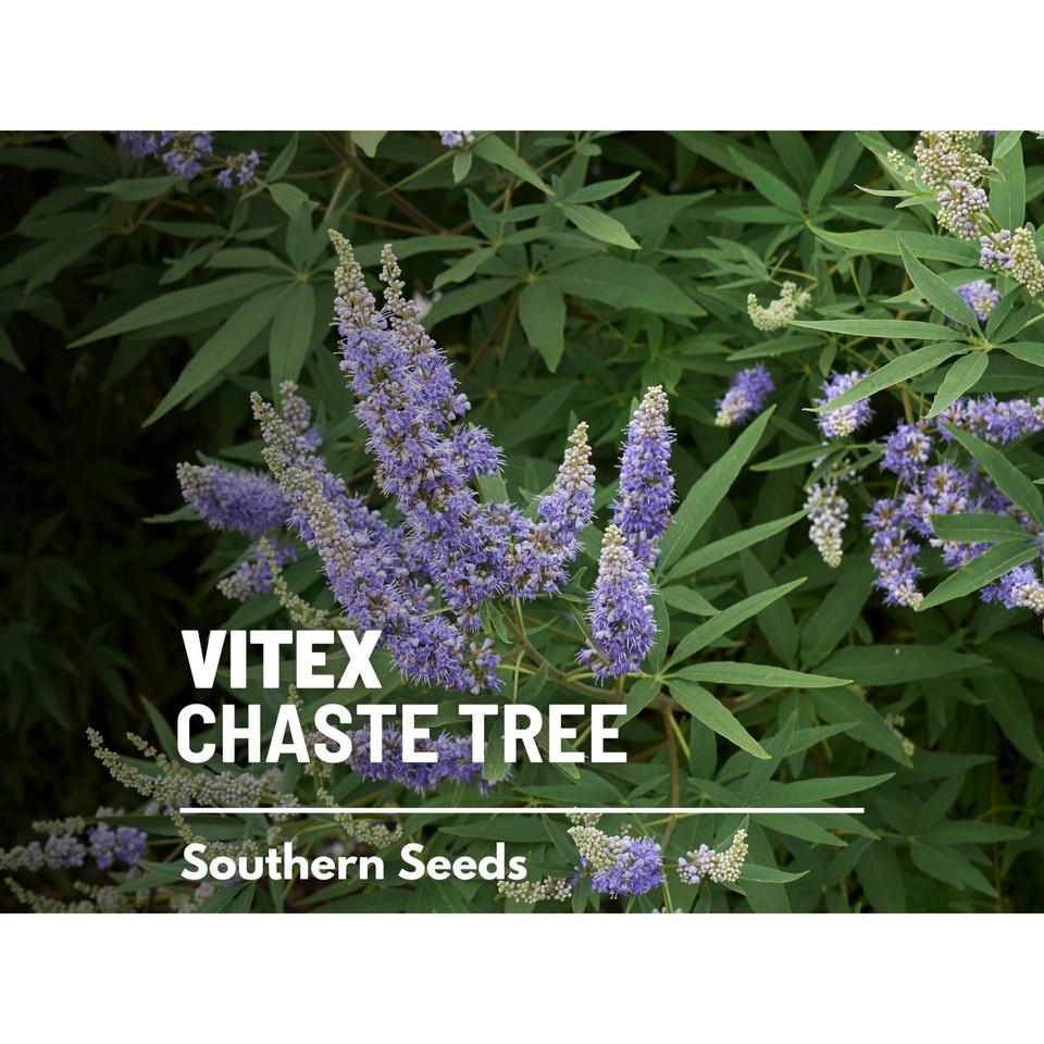 Vitex, Chaste Tree (Texas Lilac) - 20 Seeds - Heirloom Shrub, Monks ...
