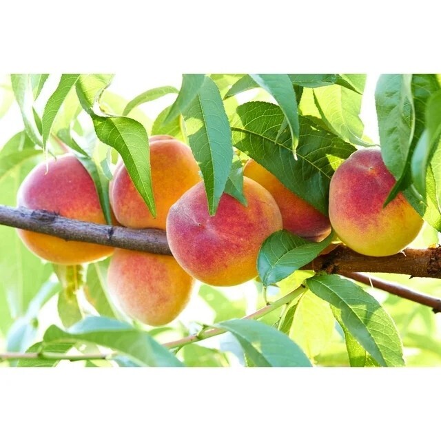 5 Peach Tree Seeds Dwarf Loring NEMAGUARD (Prunus persica) Fast Hardy ...
