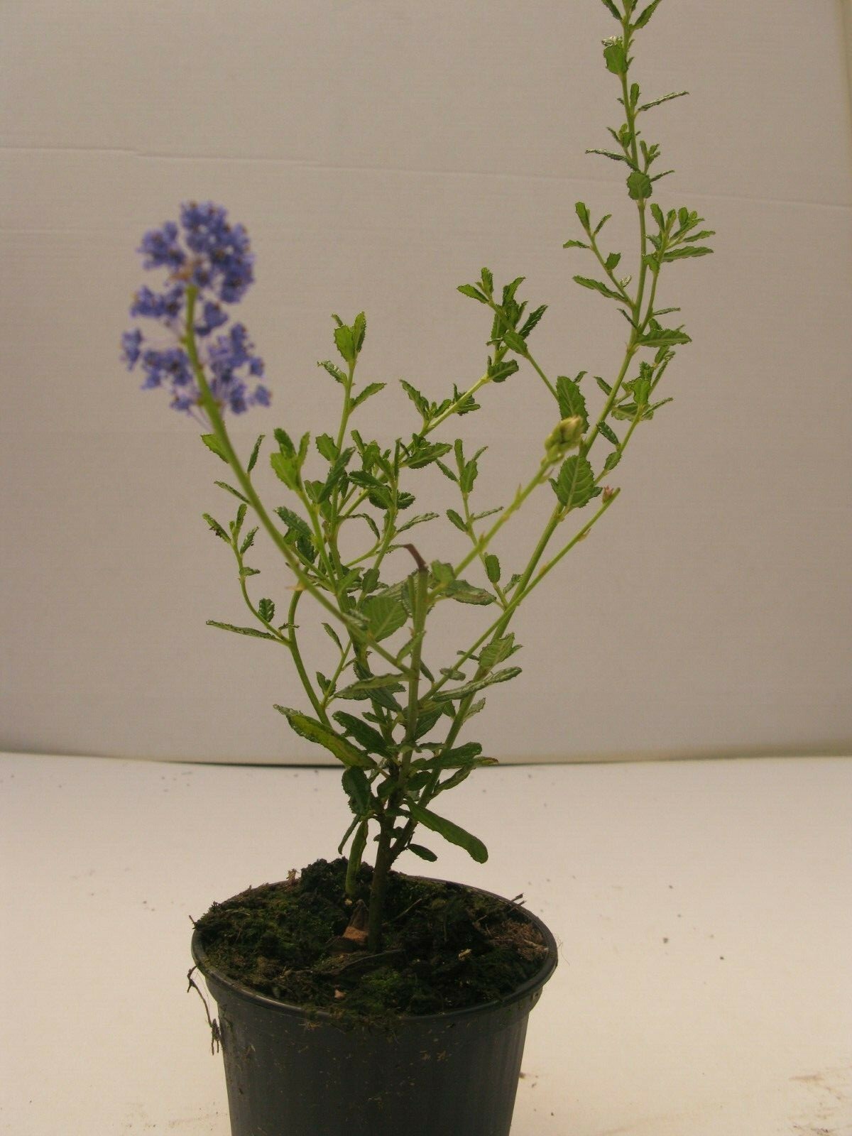 5 X CEANOTHUS 'CONCHA' EVERGREEN SHRUB HARDY GARDEN PLANT IN 9cm POT ...