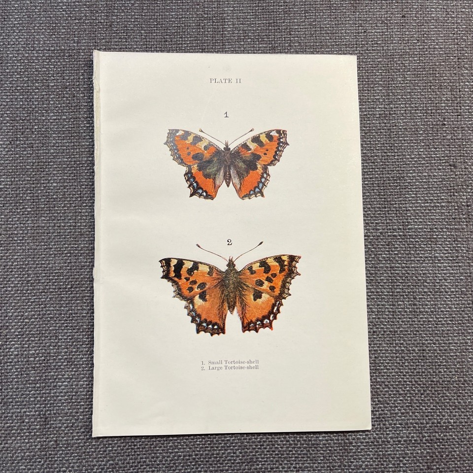 Butterfly Print Antique Entomology Color Illustration Large Small ...