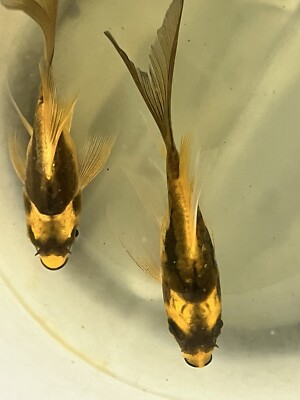 Short Body Koi Black & Gold 3-4” $45 EACH | eBay