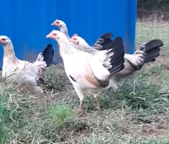 10 CHICKEN HATCHING EGGS | eBay