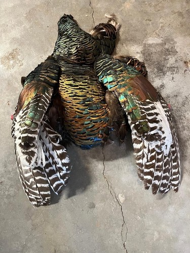 Ocellated turkey TAXIDERMY BIRD SKIN FLY TYING | eBay