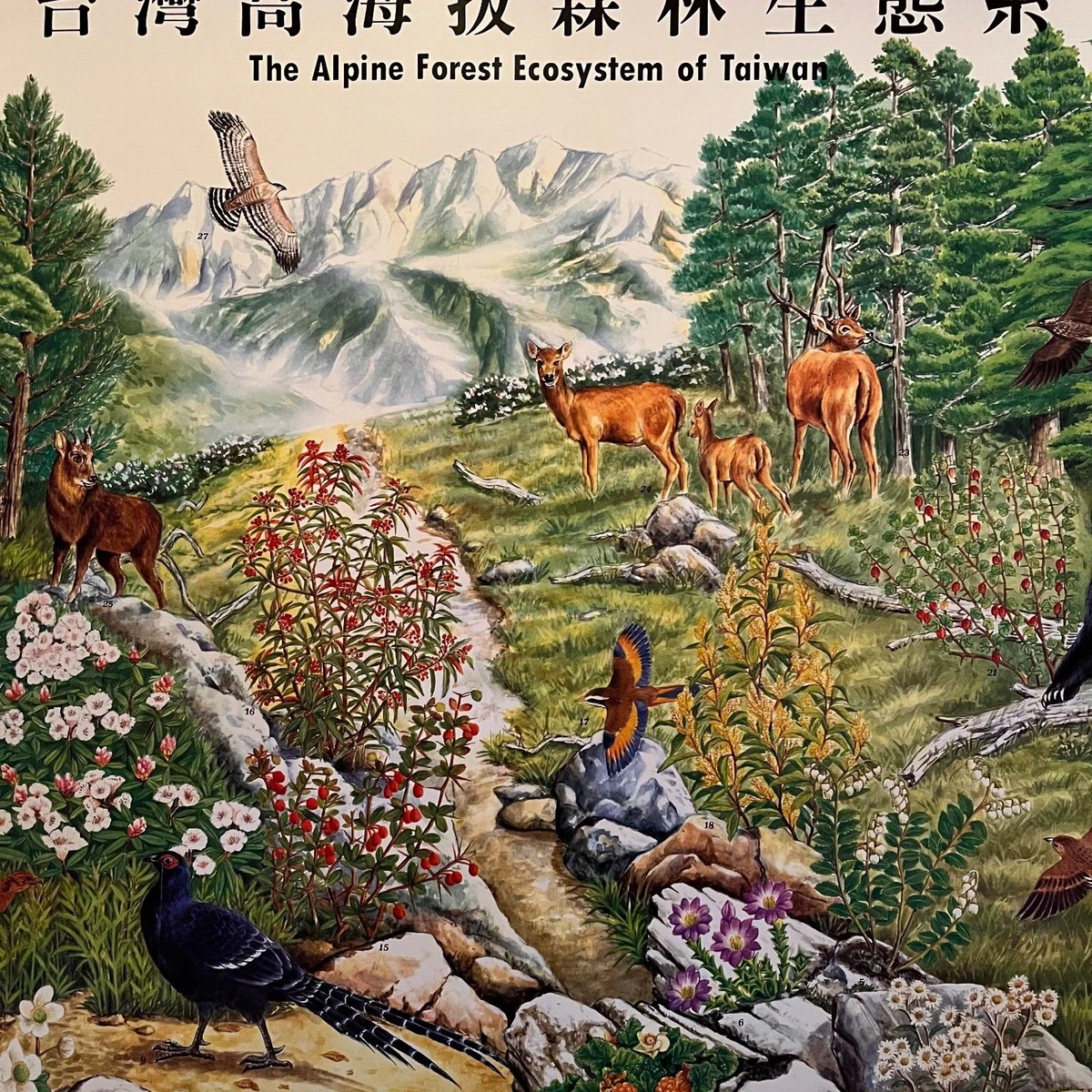 Forest Ecosystem Pictures With Animals