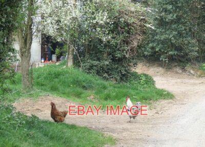 PHOTO CHICKENS VERY FREE RANGE HERONS GATE FARM SHROPSHIRE POULTRY ...