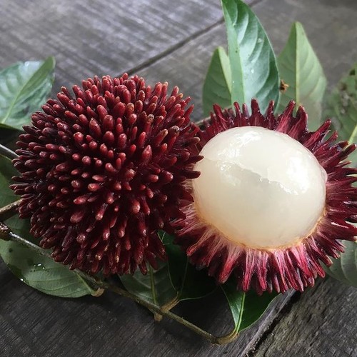 Red Kapulasan Pulasan Seedss (Nephelium mutabile) var. Red 35+ Seedss ...