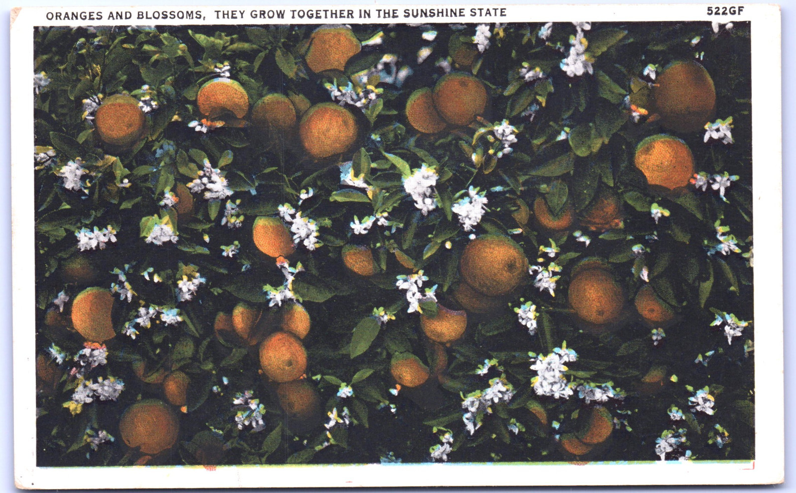 Postcard FL Oranges and Blossoms Growing in the Sunshine State Florida ...