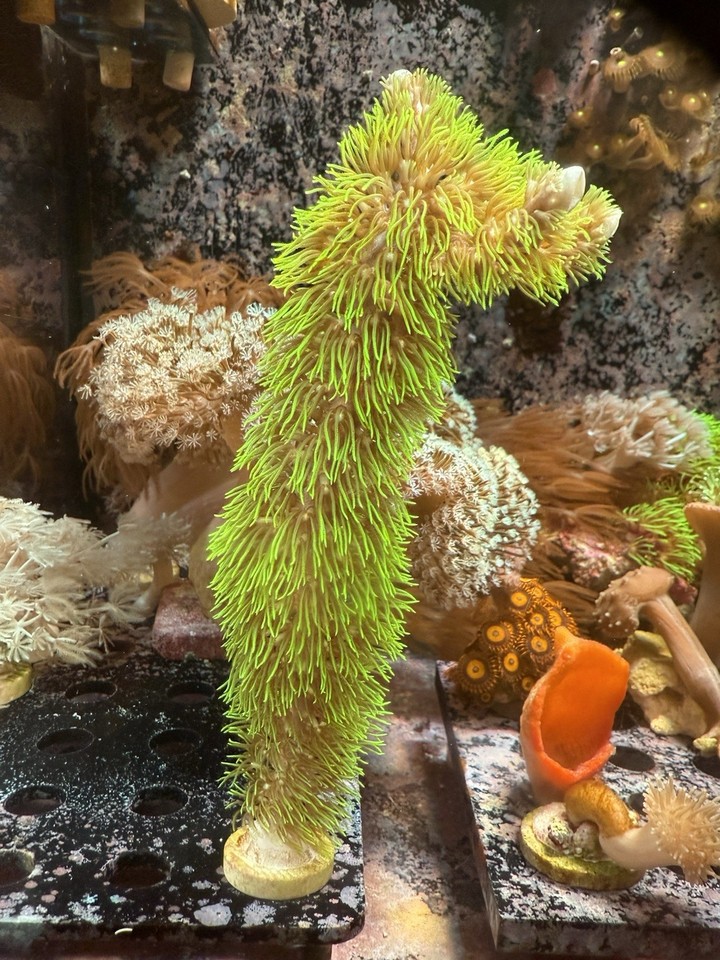 7”+ Branching GSP Green Star Polyp Multi-Branch Soft Coral WYSWYG | eBay