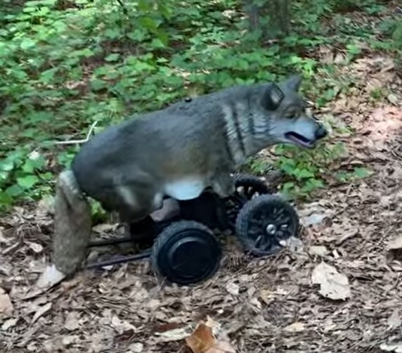 Custom-Made Remote Control Coyote Hunting Decoy - Silent, High Ground ...