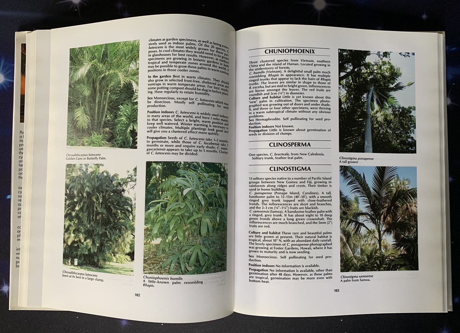 PALMS & CYCADS Around The World: A Comprehensive Pictorial Description ...