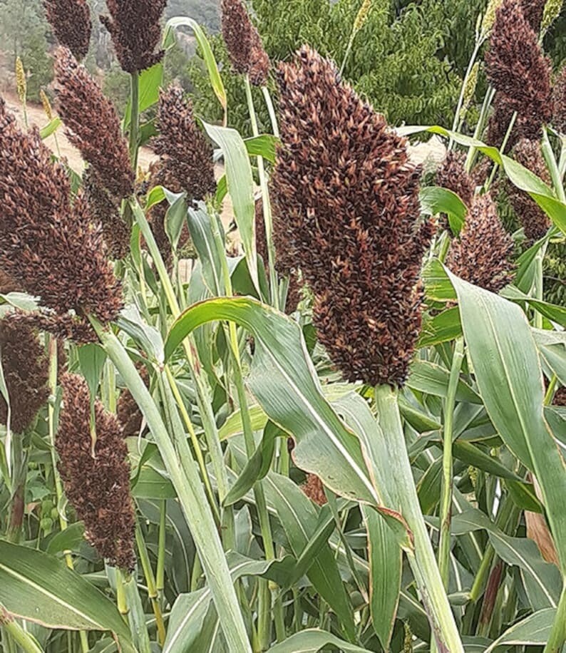 Black Sorghum (Milo) 150+ Seeds. Organic Super Grain. Free Shipping | eBay