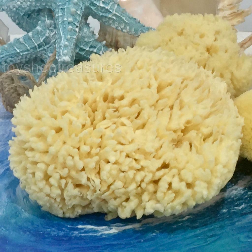 Natural Mediterranean Sea Sponge from Greece - Bath Shower Make up ...