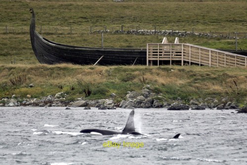 Photo 6x4 Killer Whales (Orcinus orca) Haroldswick The replica Viking ...