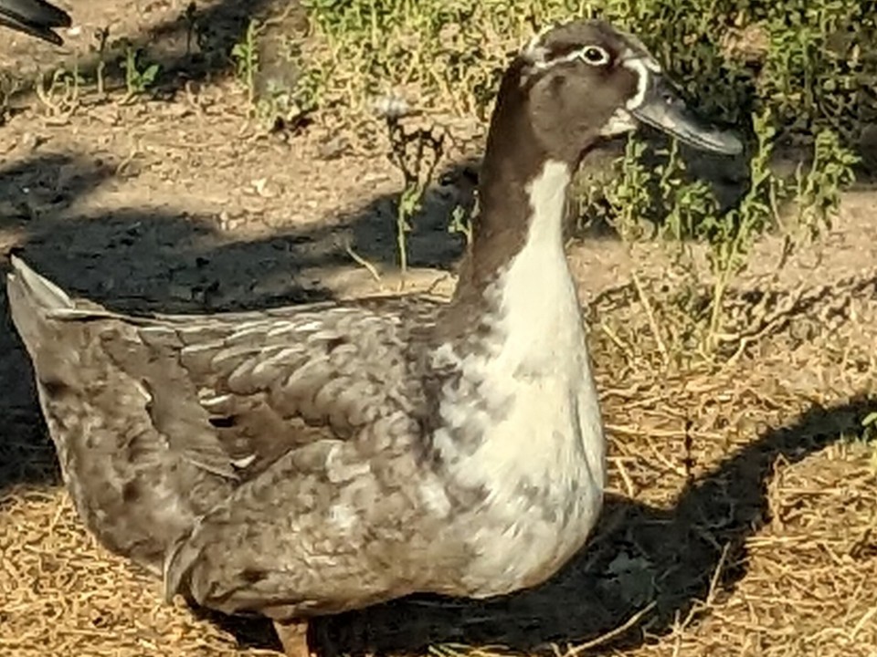 12 - Fresh And Fertilized Domestic Barnyard Mix Duck Hatching Eggs!! | eBay