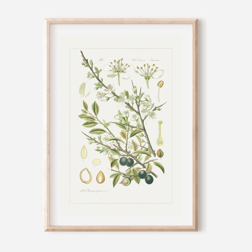 Set of 6 Antique Repro Botanical ART PRINTS Picture Home Gallery Wall ...