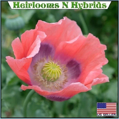 20,000 The Giant Rattle Papavear Somniferum Giganteum Poppy Seeds Huge ...