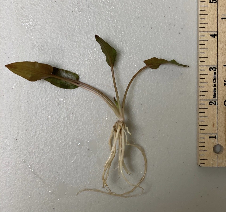 5 Pack Cryptocoryne Wendtii Red Crypt Wendtii Red Easy Live Aquarium ...