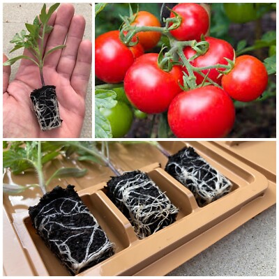 Tomato Vegetable Plug Plants | Moneymaker | Ready for Dispatch Now ...