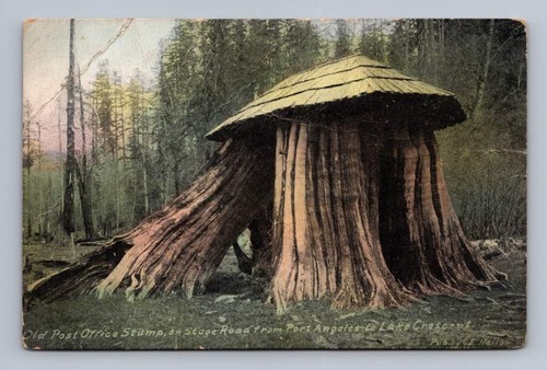 "Old Post Office Stump" PORT ANGELES Washington Stage Road to Lake ...