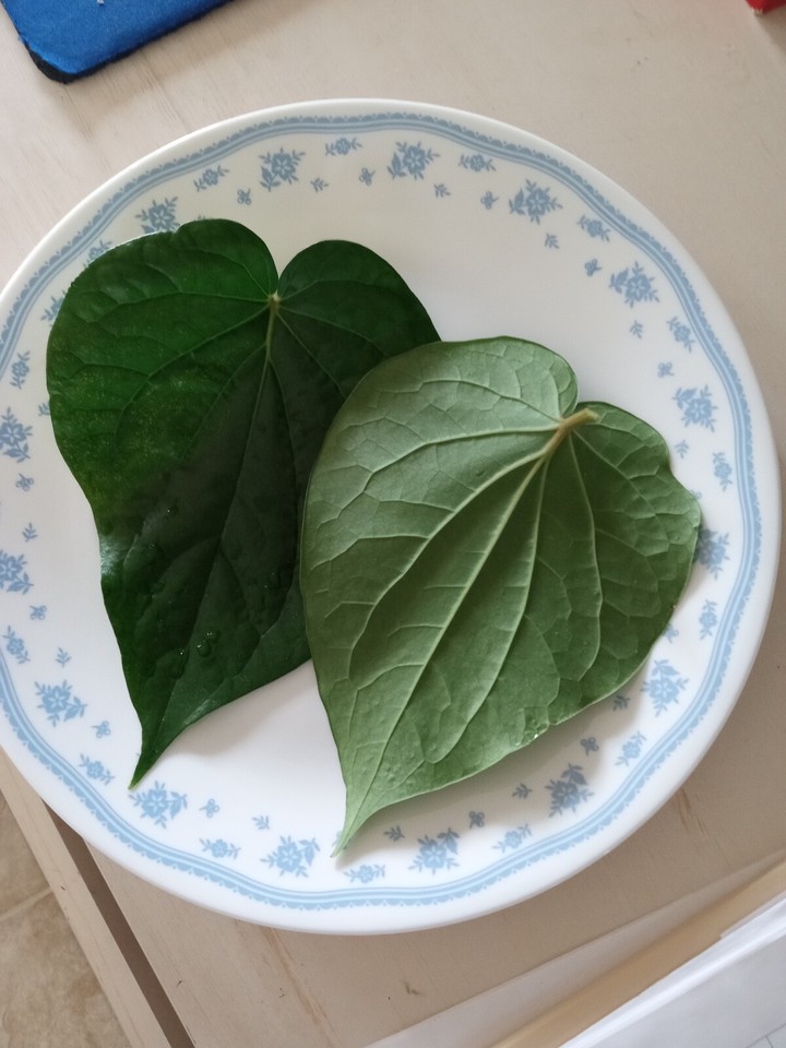 20 Fresh Organic Betel Leaves Leaf (Paan Patha, Pann, Piper Betel ...
