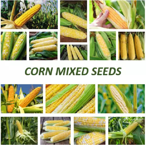 CORN MIX SEEDS Vegetable Garden Corn Varieties Mix Corn Seeds | eBay ...