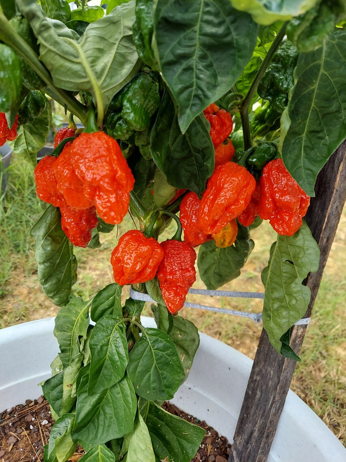 12 Red Apocalypse Scorpion Pepper Seeds | eBay