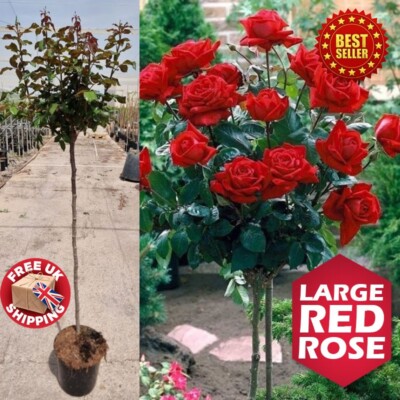 4 - 5 ft tall Standard Rich Red Rose Tree Indoor Outdoor Garden Plants ...