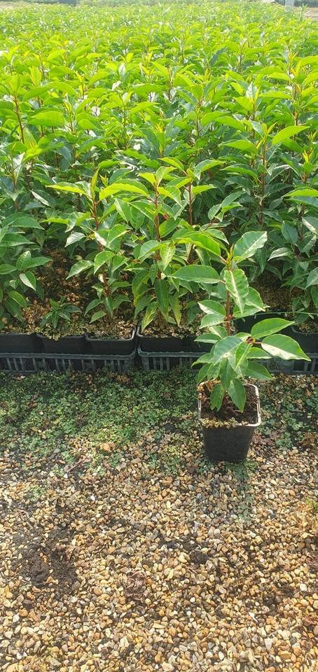 [x50] Prunus Portuguese Laurels | 30-60cms | Hedging | P9 Pots | eBay UK