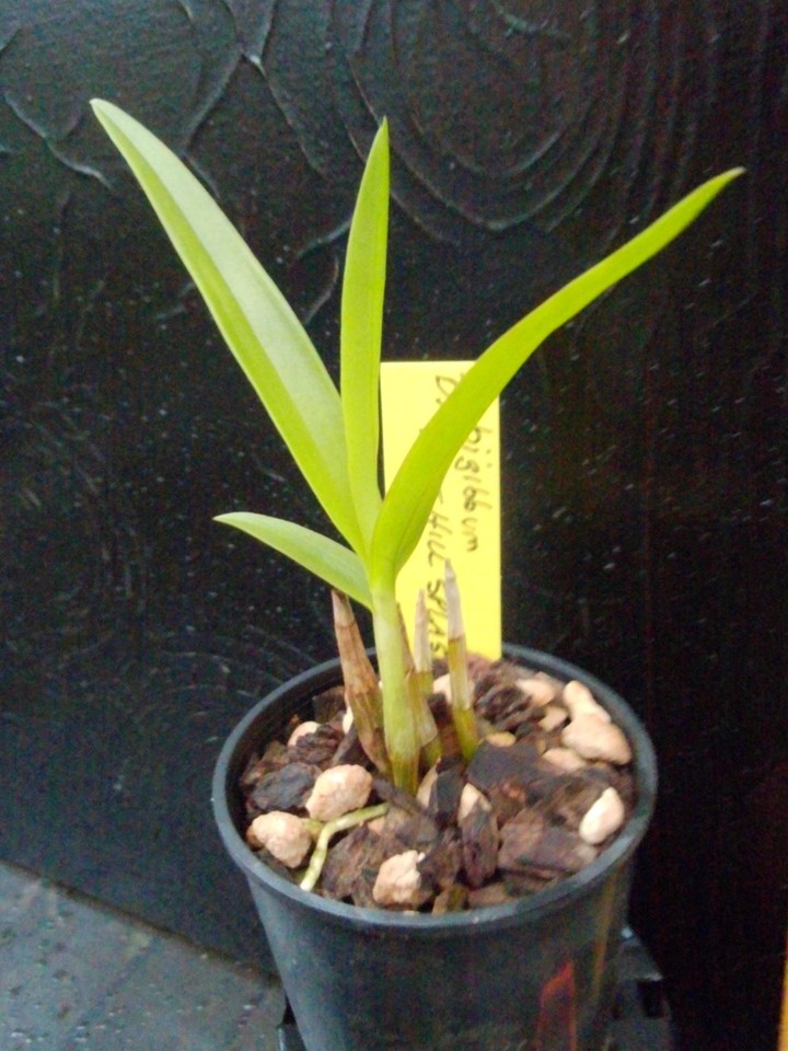 Dendrobium Orchid bigibbum "Font Hill Splash" | eBay Australia