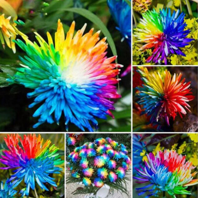 200PCS Rare Rainbow Chrysanthemum Seeds Flowers Seed Bright Colorful ...