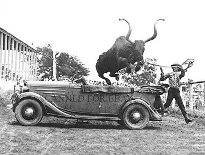 Antique car photo Bull rodeo trick Cowboy western novelty auto picture ...
