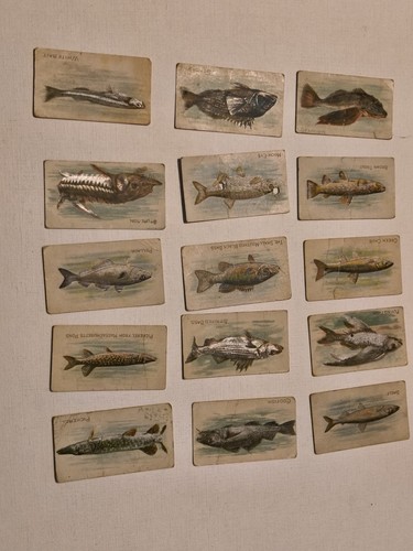 15 Card Lot 1910-11 Sweet Corporal Cigarette Fish Series Cards Ungraded ...
