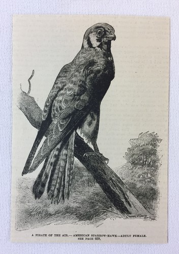 1886 magazine engraving ~ AMERICAN SPARROW HAWK, Adult Female | eBay.de