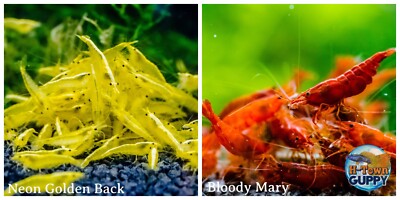 (COMBO)10+1 Golden Back & 10+1 Blood Mary Freshwater Neocaridina ...
