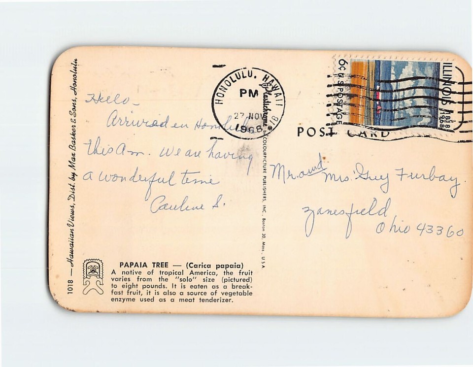 Postcard Papaya Tree Solo Size | eBay UK